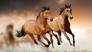 Mi caballo criollo Overo Rosado