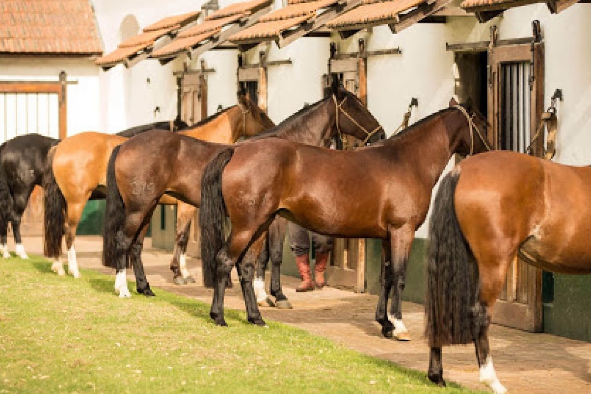 Se confirmó un nuevo caso de Encefalitis Equina del Oeste, en un ... Se confirmó un nuevo caso de Encefalitis Equina del Oeste, en un ...