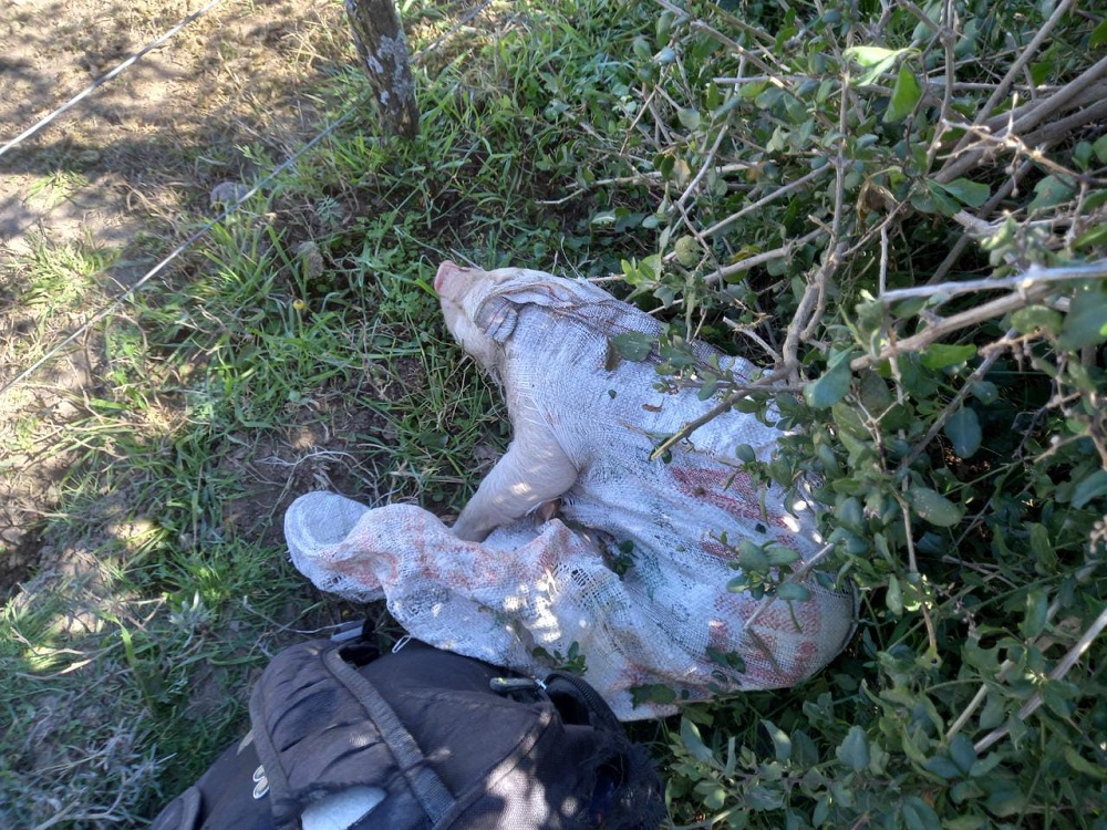 Abigeato en Gualeguay: Incautaron carne faenada y 2 lechones